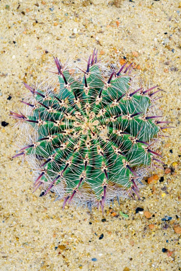 Ferocactus Peninsulae Cactus Top View Stock Photo - Image of yellow ...