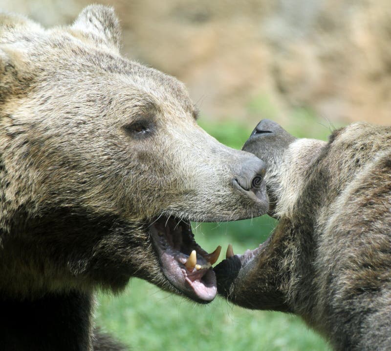 Ferocious Bears Struggle with Shots and Open Jaws Bites Contend Stock ...