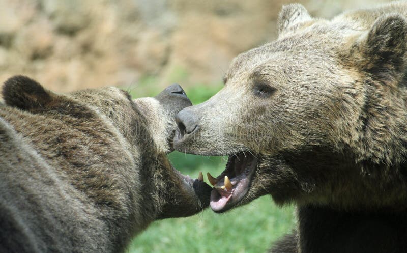 Ferocious Bears Struggle with Shots and Open Jaws Bites Contend Stock ...