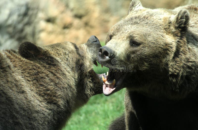 Ferocious Bears Struggle with Shots and Open Jaws Bites Contend Stock ...