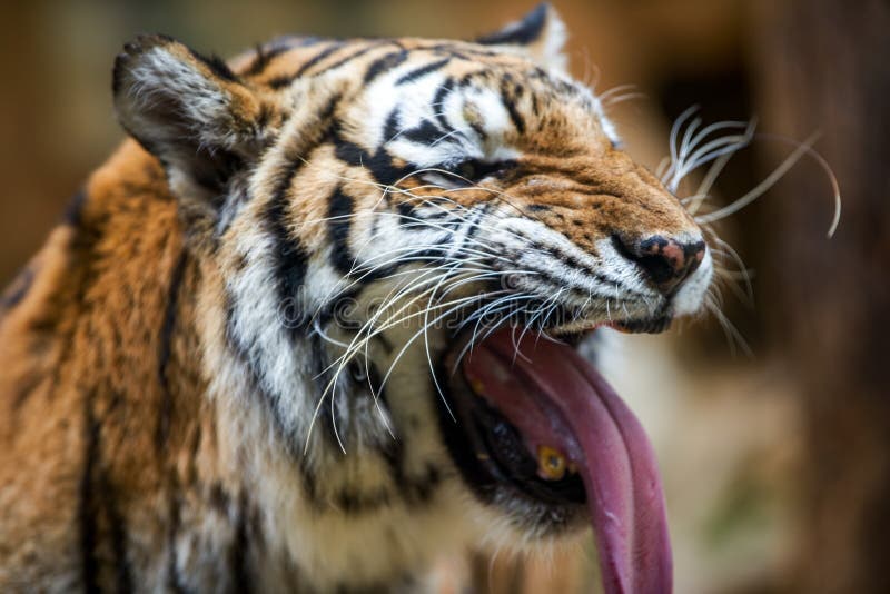 A Ferocious Beast Animal Tiger Close-up Stock Image - Image of ...