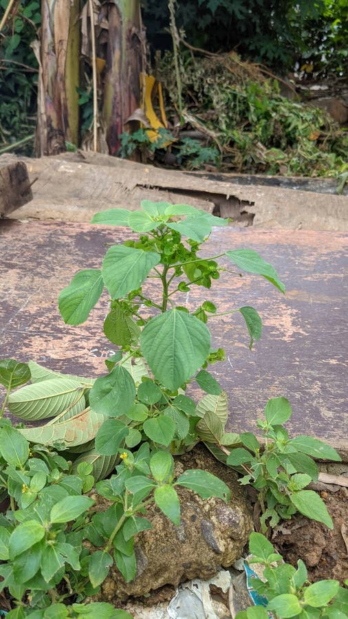 Ferocious cat wild plants stock image. Image of fresh - 307719725