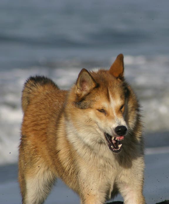Ferocious Dog Photo stock image. Image of pets, panting - 2897783