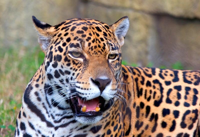 Jaguar growling stock photo. Image of feline, jaguar, animal - 8724426
