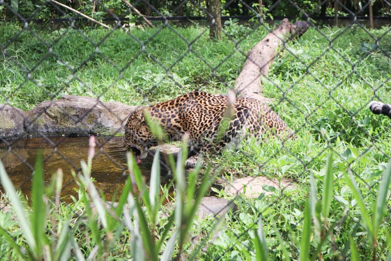 Ferocious Leopard at the Zoo Stock Image - Image of ferocious, flower ...