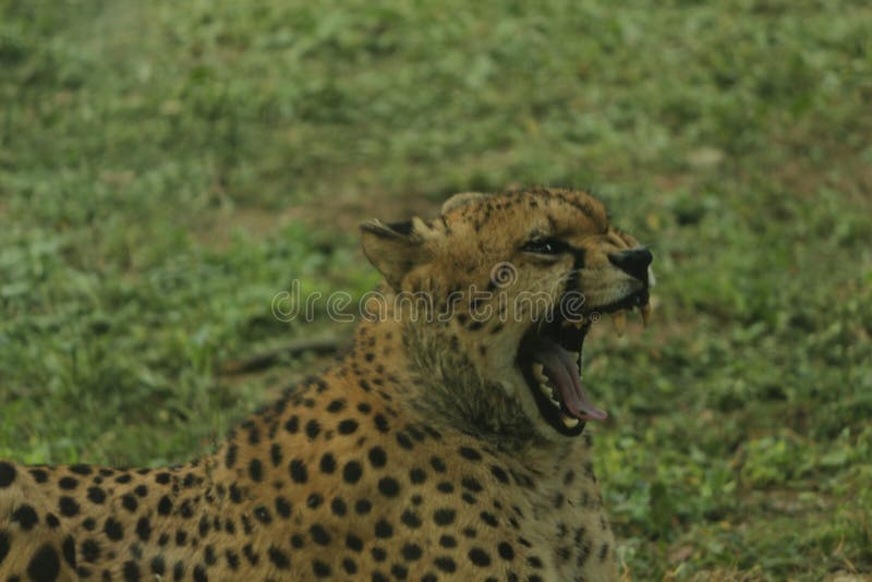 Ferocious green insect stock photo. Image of verrucivorus - 15340164