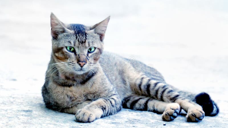Ferocious Looking Cat Sitting in Floor Casually Stock Photo - Image of ...