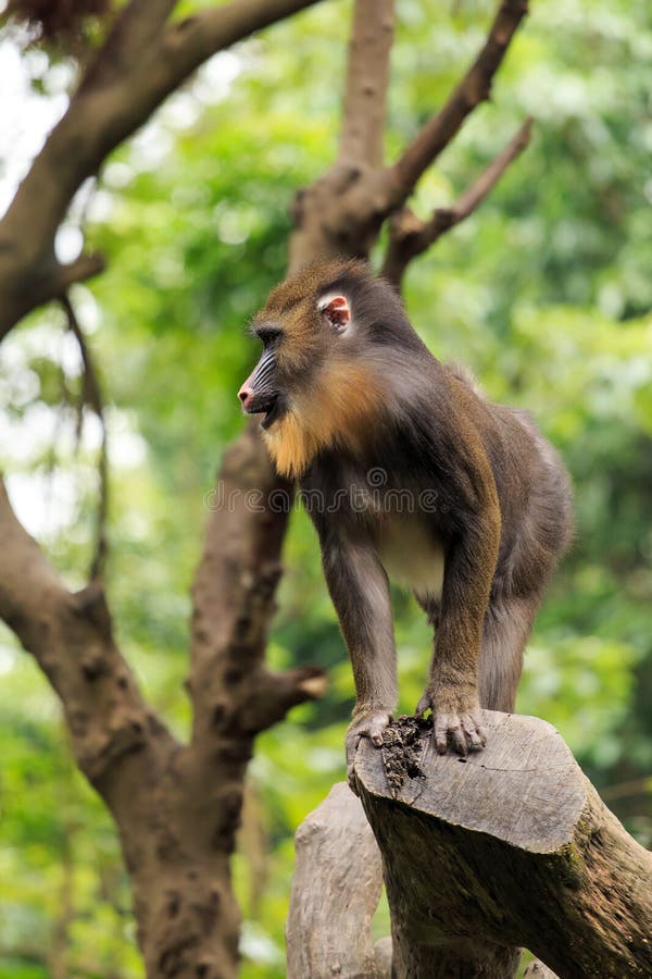 Mandrill Range Map Stock Photos - Free & Royalty-Free Stock Photos from ...