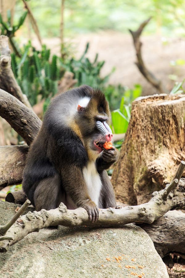 180 Mandrills Stock Photos - Free & Royalty-Free Stock Photos from ...