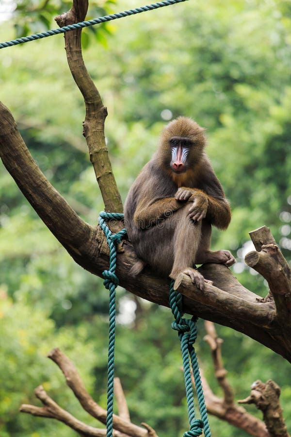 180 Mandrills Stock Photos - Free & Royalty-Free Stock Photos from ...