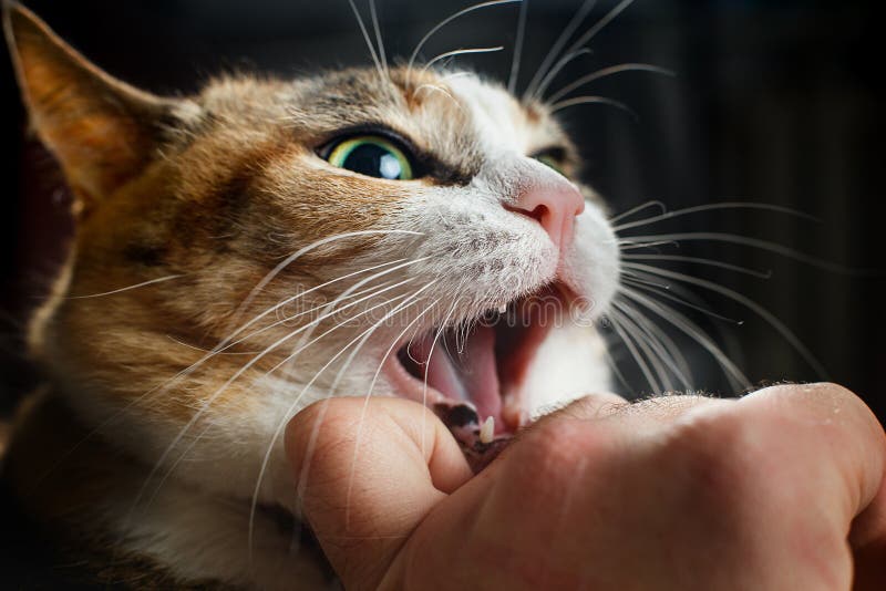 Ferocious Red Cat Bites Its Owner in the Arm with All Its Power Stock ...