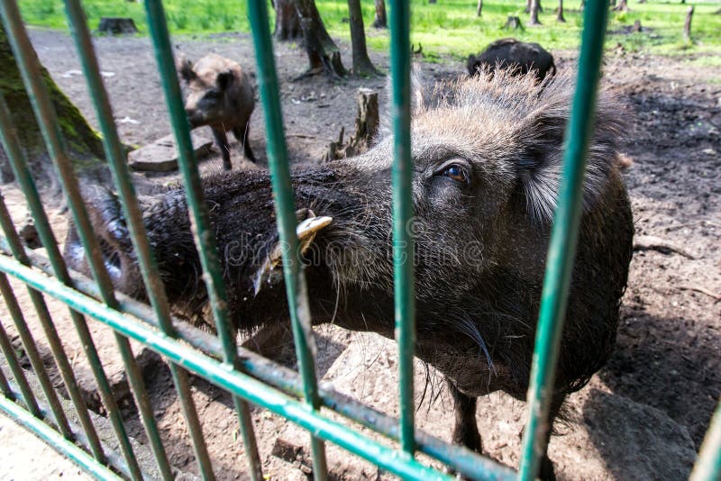 Ferocious Wild Boar in a Cage Stock Image - Image of ferocious, animal ...