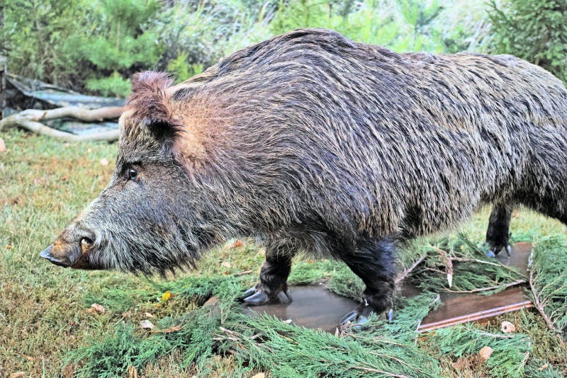 Ferocious wild boar stock photo. Image of standing, ferocious - 61217116