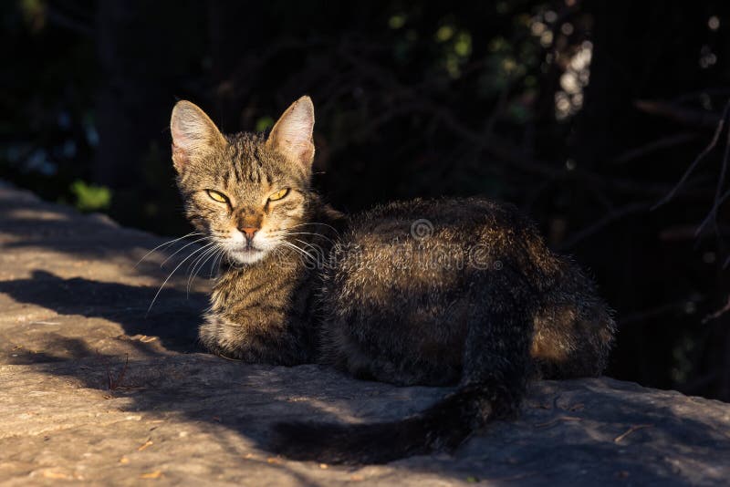 Ferral Cat Looking Back at Camera from Stone Ledge during Sunset Stock ...