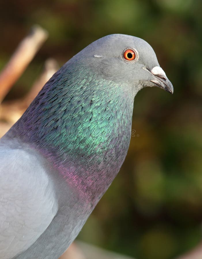 2+ Ferral Free Stock Photos - StockFreeImages