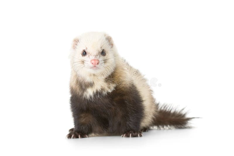 Ferret Standing on Hind Legs and Looking Up Stock Photo - Image of ...