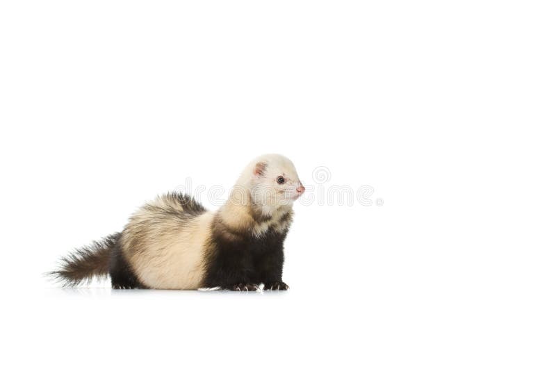 Side View of a Ferret Standing on Hind Legs, Isolated Stock Image ...