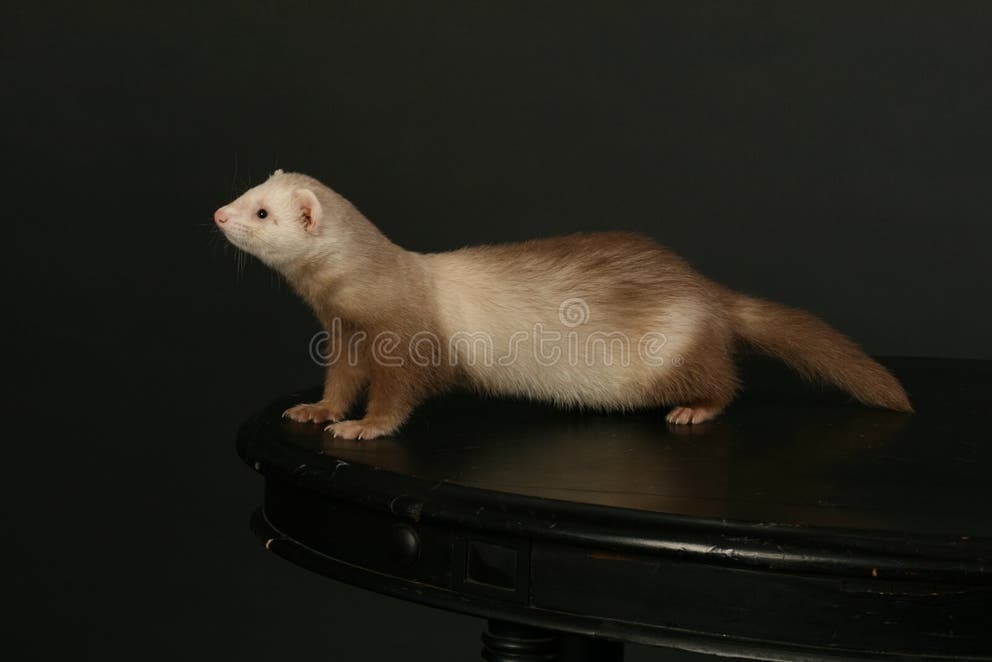Ferret stock image. Image of paws, animal, polecat, muzzle - 20926493
