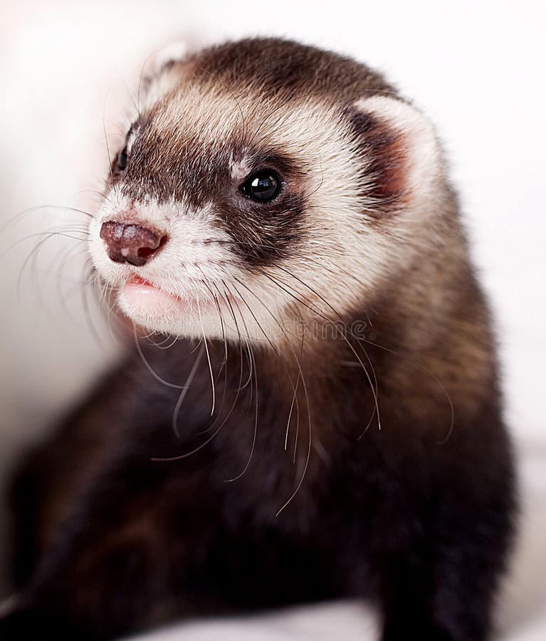 Ferret typing on keyboard stock image. Image of computer - 20331557