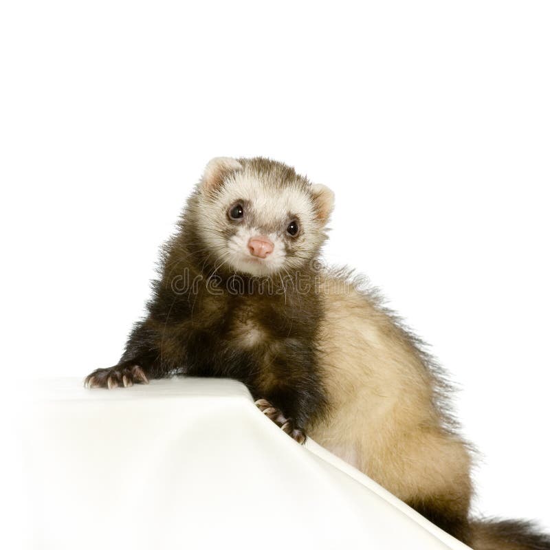 Ferret 9 Months Old Sitting and Looking Up Stock Photo - Image of shot ...
