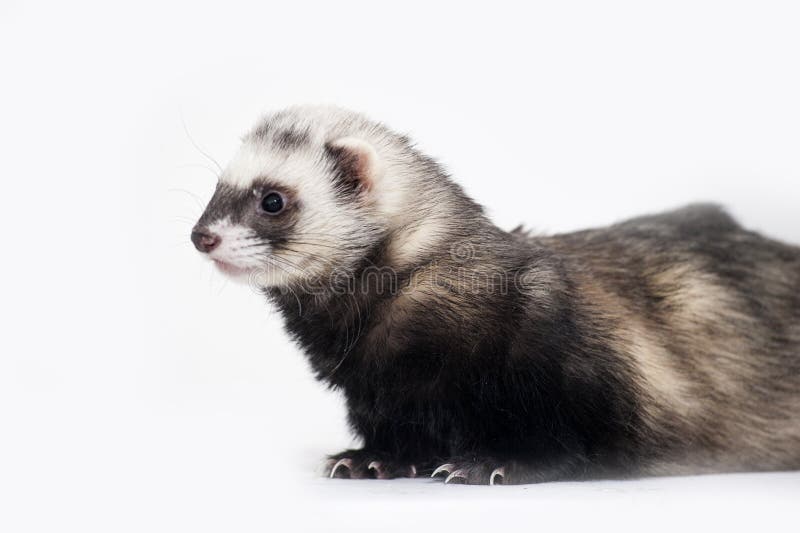 Side View Ferret 3 Years Old Stock Images - Download 21 Royalty Free Photos