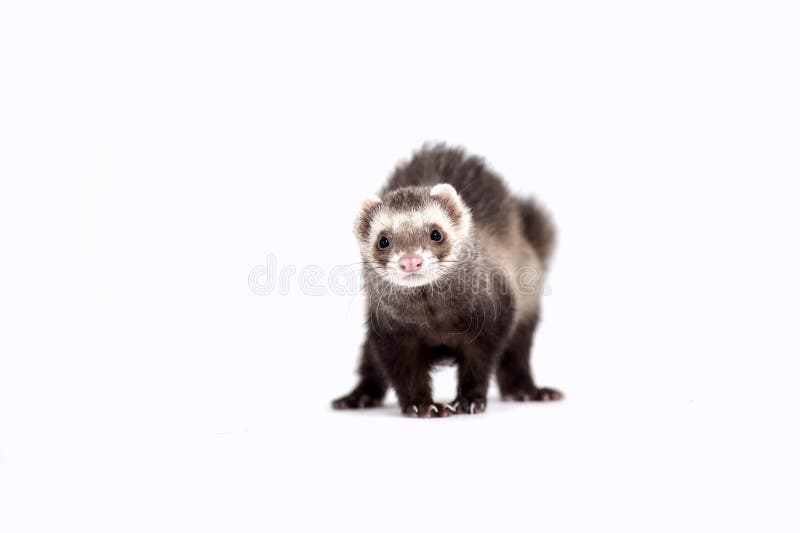 Striped skunk stock photo. Image of american, black, mammal - 31474574