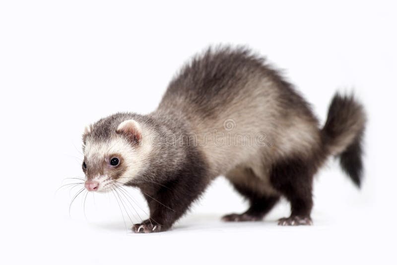 Ferret typing on keyboard stock image. Image of computer - 20331557