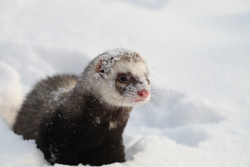 Ferret stock photo. Image of muzzle, nature, curious - 28970596