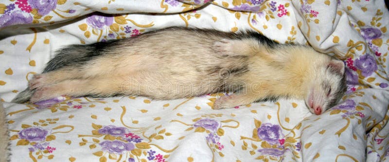 Ferret stock image. Image of sleep, weasel, carnivoran - 29163367