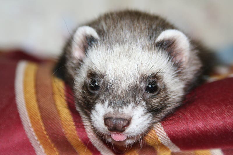 Ferret Babies stock photo. Image of growing, attentive - 7788448
