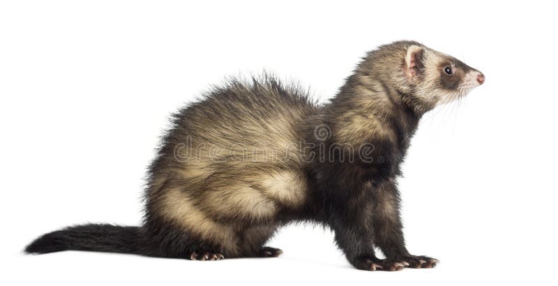 Ferret Sitting and Looking Right Stock Photo - Image of vertebrate ...
