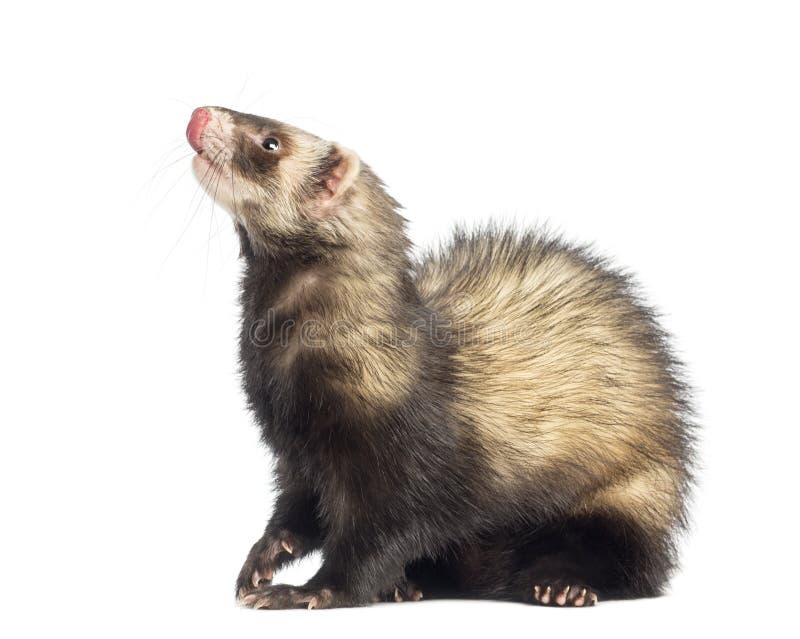 Ferret Sitting, Looking at the Camera, Isolated Stock Image - Image of ...