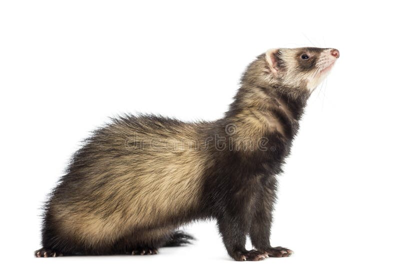 Ferret typing on keyboard stock image. Image of computer - 20331557