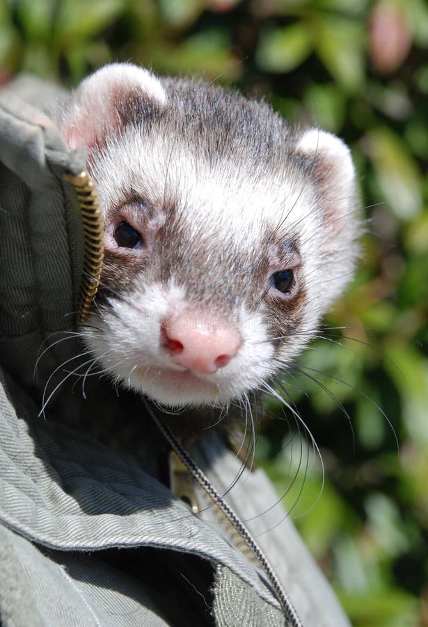 Ferret in love stock image. Image of gaze, putorius, pair - 19004423