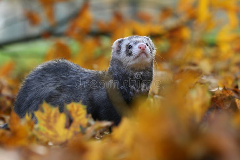 Ferret in autumn stock image. Image of fall, mammal, snout - 11723895