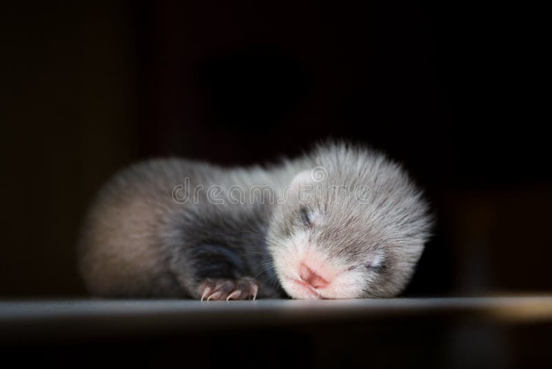 Ferret baby stock photo. Image of animal, lying, snout - 10432586