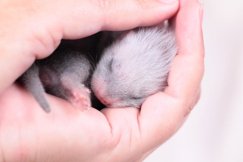 Ferret baby in human hands stock image. Image of polecat - 42686611