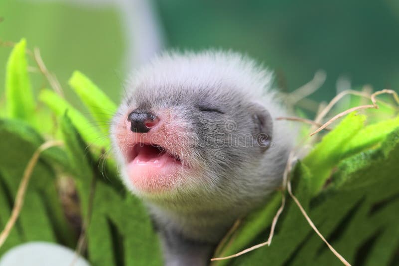 Ferret eats banana stock image. Image of animal, cheerful - 29555933