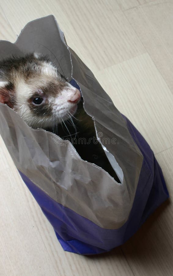 Ferret in a bag stock photo. Image of head, beauty, ferret - 2015180