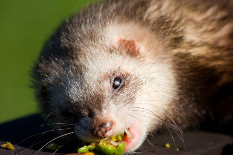 Ferret stock image. Image of brown, mammal, predator - 36387765
