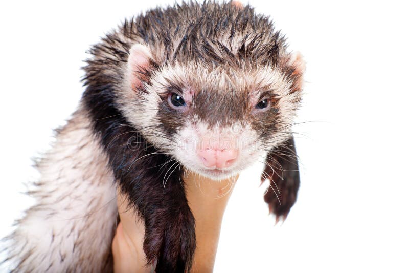 Ferret typing on keyboard stock image. Image of computer - 20331557
