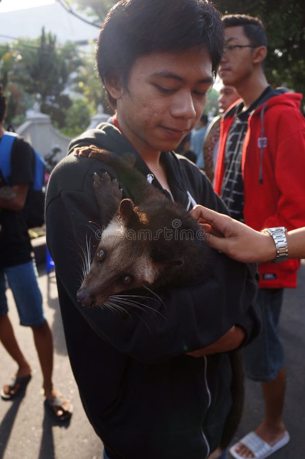 Ferret editorial stock photo. Image of people, indonesia - 41572718