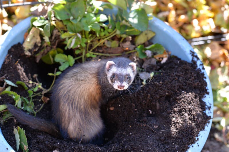 Ferret digging in dirt stock image. Image of european - 207658759