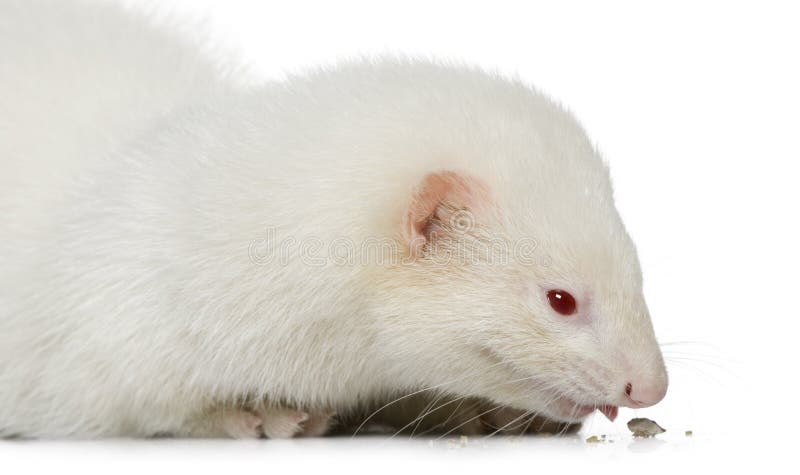 Ferret stock image. Image of white, fangs, polecat, young - 14358331