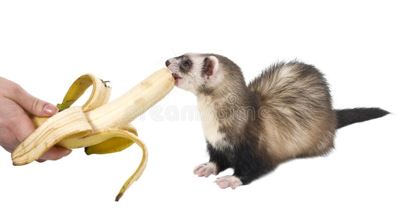 Home Ferret Emerges from His House Stock Image - Image of domestic ...