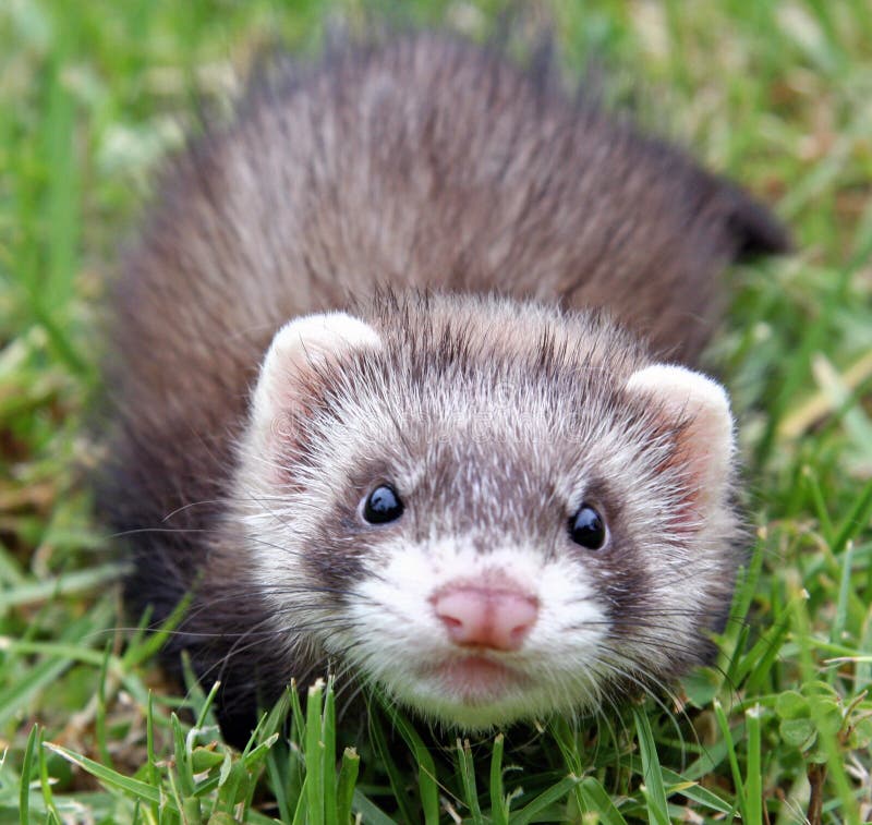 11,071 Ferret Stock Photos - Free & Royalty-Free Stock Photos from ...