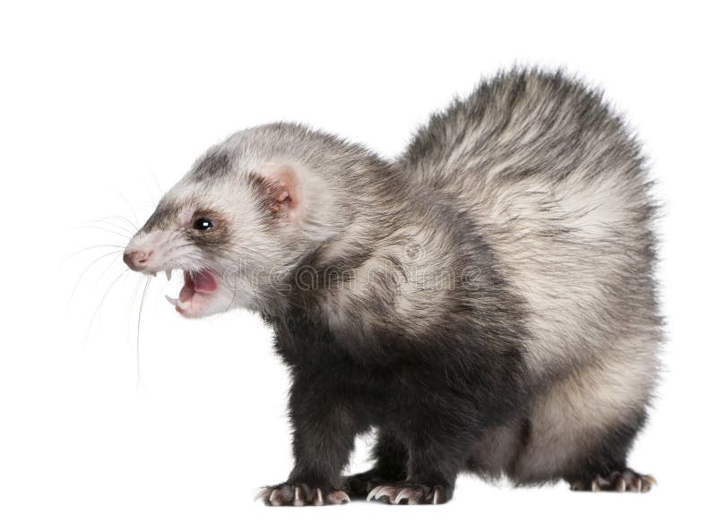 Ferret eats banana stock image. Image of animal, cheerful - 29555933