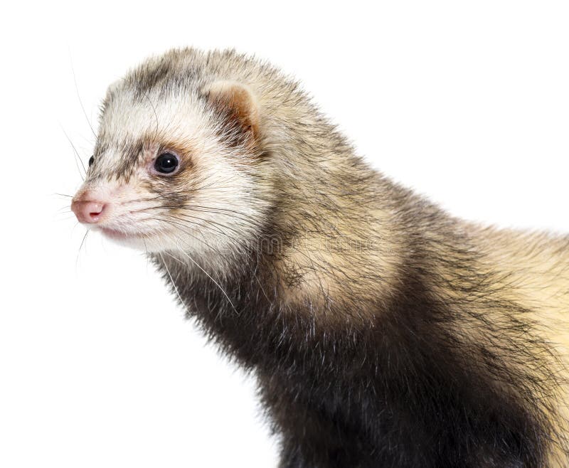 Ferret in Front of White Background Stock Photo - Image of shot, pets ...