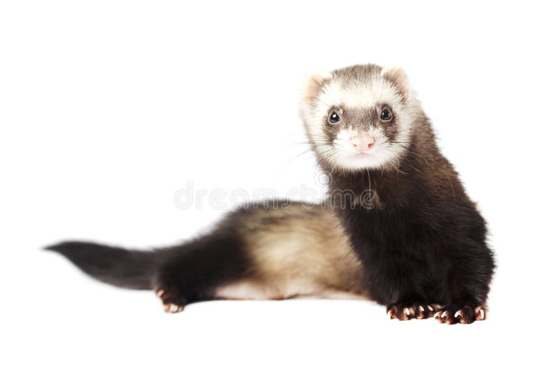 Ferret gray sits stock photo. Image of polecat, beautiful - 56871626