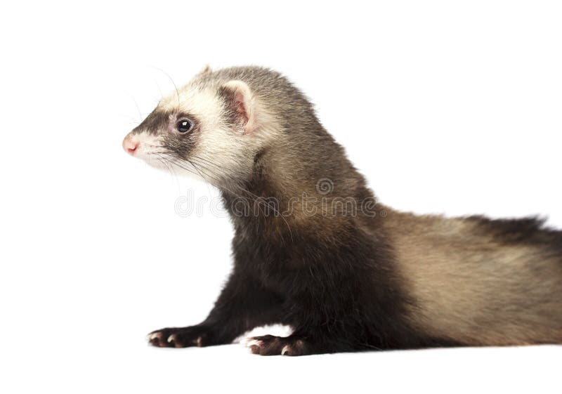 Ferret gray sits stock photo. Image of polecat, beautiful - 56871626
